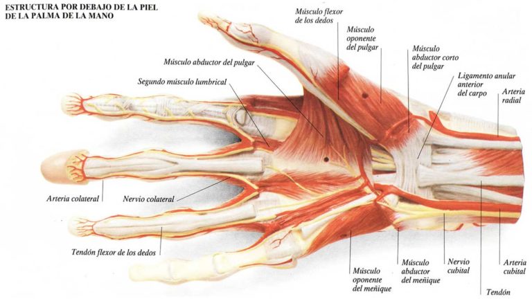 Cómo fortalecer los músculos de la mano | 2026